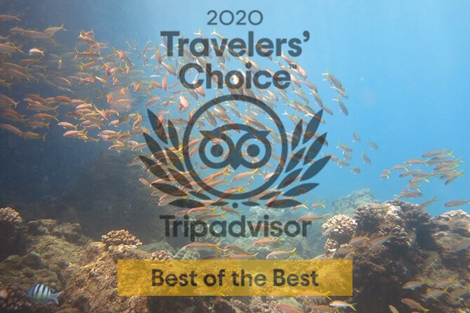 Guided Scuba Dive in Lahaina: Certified - Who Should Book This Tour?