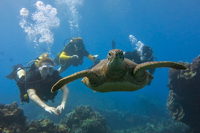 Guided Scuba Dive in Lahaina: Certified - Final Thoughts