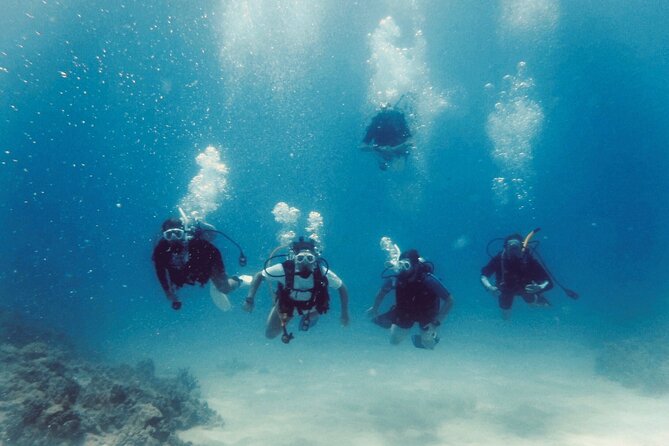 Guided Shore Dive or Refresher Dive - Marine Life and Underwater Environment