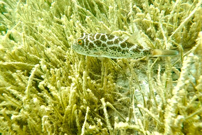Guided Snorkel Experience, Free Videos in West Palm Beach - Final Thoughts