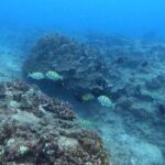 Guided Snorkel Tour for Beginners in Honolulu - Who Will Love This Tour?