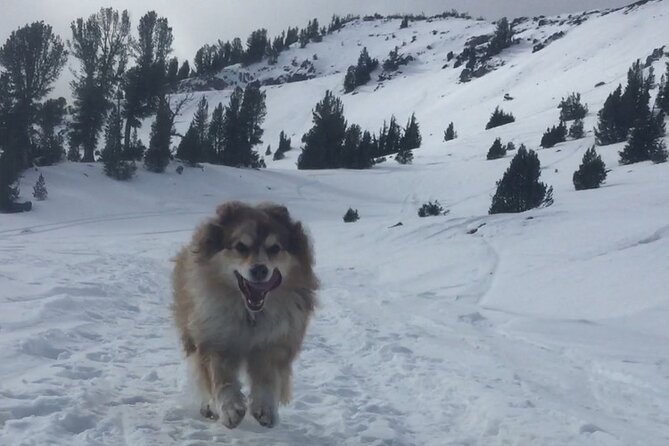 Guided Snowshoe Experience in Lake Tahoe - Value for Money