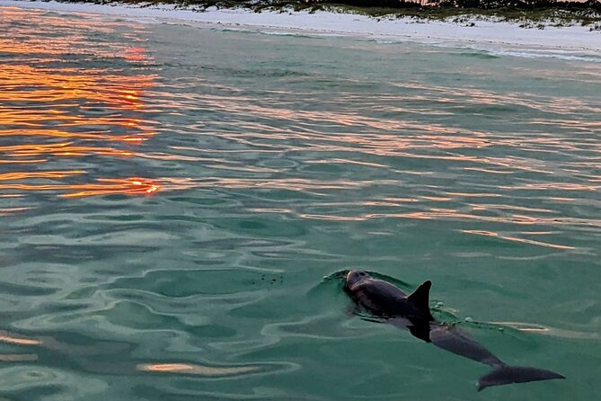 Guided Sunset and Dolphin Cruise Non Private in Destin, FL - An Authentic Look at the Destin Sunset and Dolphin Cruise