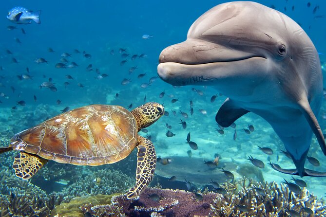 Guided Tour for Dolphin & Sea Turtle Observation in Saint Augustine, Florida - Value for Money