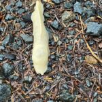 Guided Tour of Ketchikans Top Attractions - Practical Details and What to Expect
