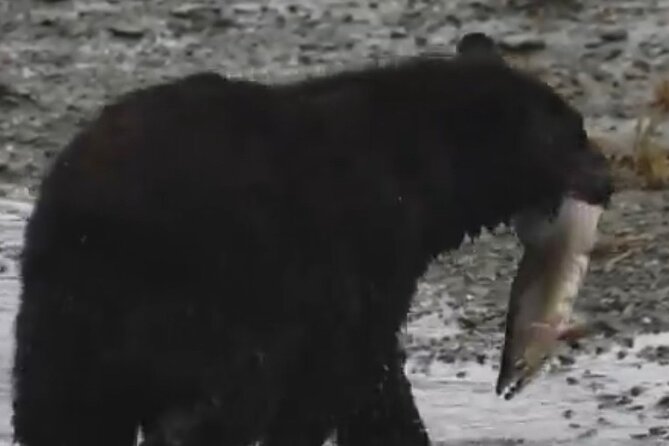 Guided Tour of Ketchikans Top Attractions - FAQs