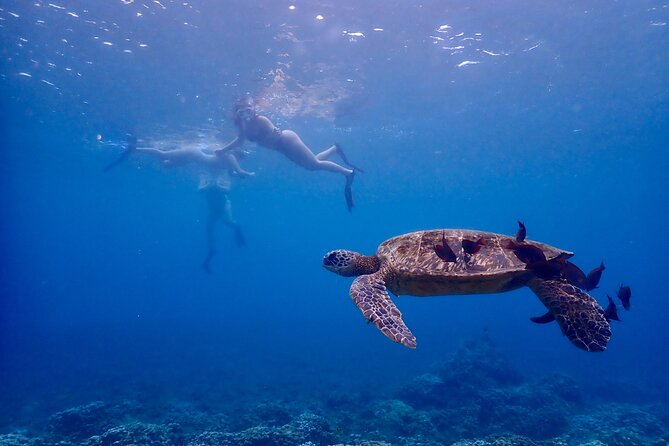 Guided Turtle Town Snorkeling Tour with Underwater Photos - Why This Tour Is Worth It