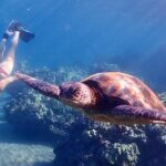 Guided Turtle Town Snorkeling Tour with Underwater Photos - Why Guides Make a Difference