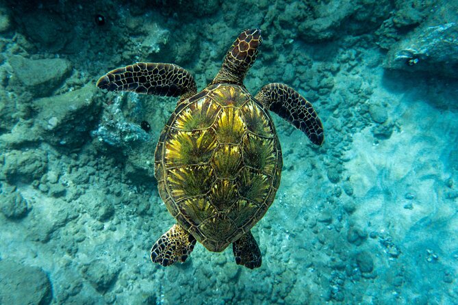Guided Turtle Town Snorkeling Tour with Underwater Photos - The Equipment & Safety Focus