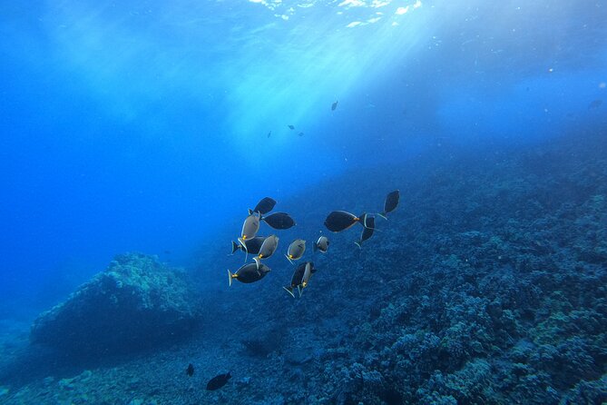 Guided Turtle Town Snorkeling Tour with Underwater Photos - Pricing & Value