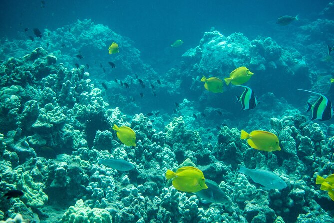 Guided Turtle Town Snorkeling Tour with Underwater Photos - Possible Drawbacks or Considerations