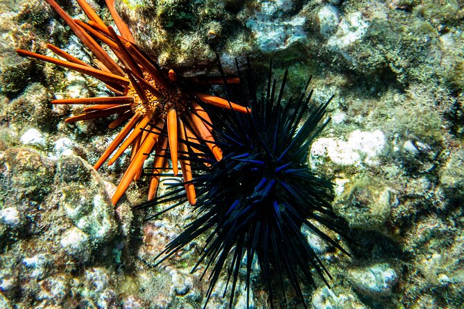 Guided Turtle Town Snorkeling Tour with Underwater Photos - Who Is This Tour Best For?