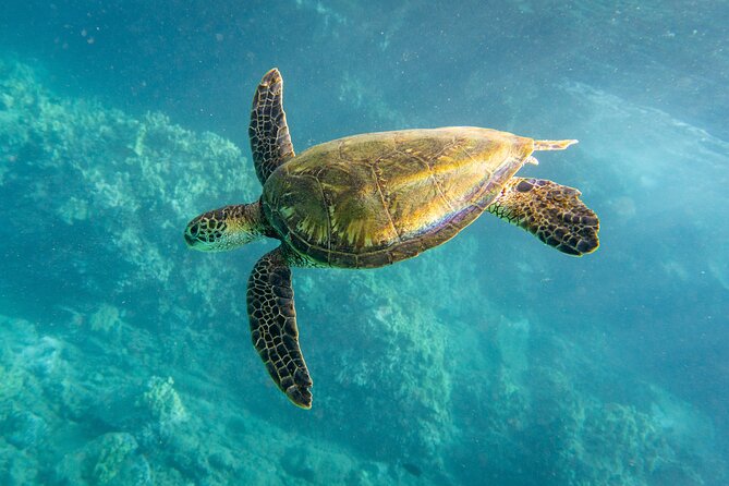Guided Turtle Town Snorkeling Tour with Underwater Photos - FAQs