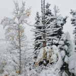 Guided Uinta Forest 3-Mile Hike w/fire + Lunch/charcuterie Stop - An In-Depth Review of the Uinta Forest Guided Hike