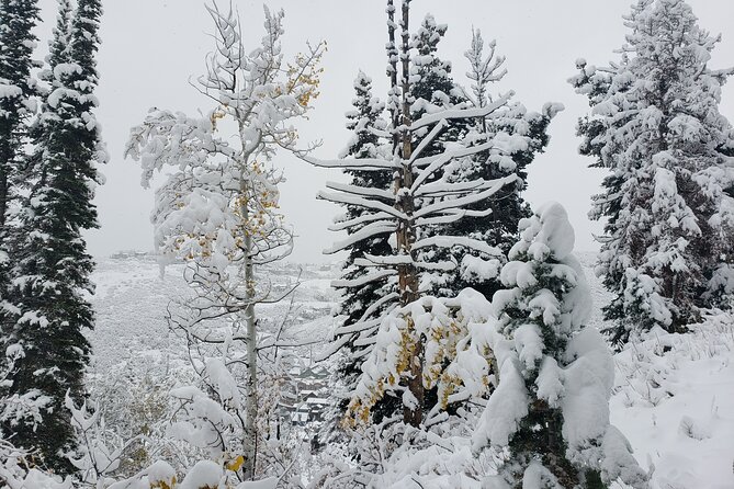 Guided Uinta Forest 3-Mile Hike w/fire + Lunch/charcuterie Stop - An In-Depth Review of the Uinta Forest Guided Hike