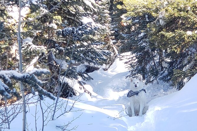 Guided Uinta Forest 3-Mile Hike w/fire + Lunch/charcuterie Stop - Who This Tour Is Best Suited For