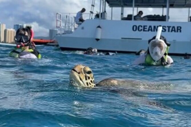 Guided Waikiki Turtle Snorkeling with Pick-up - Key Points