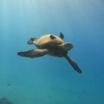 Guided Waikiki Turtle Snorkeling with Pick-up - What Travelers Need to Know