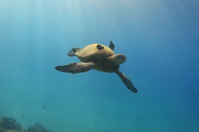 Guided Waikiki Turtle Snorkeling with Pick-up - What Travelers Need to Know