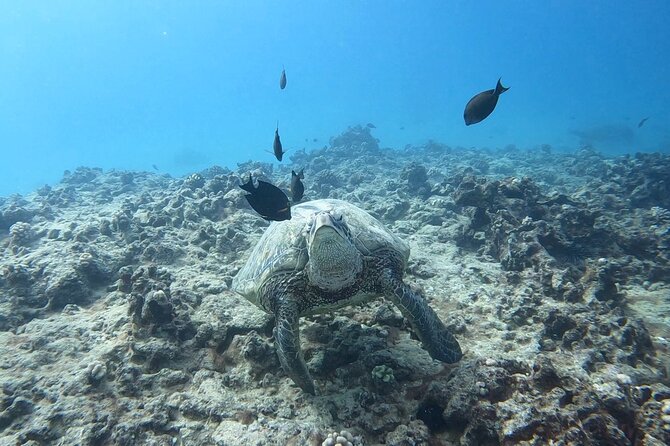 Guided Waikiki Turtle Snorkeling with Pick-up - FAQ