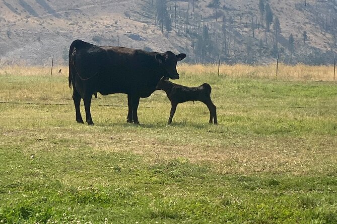 Guided Walking Tour of Methow Meadows and Meet the Animals - Speed & Accessibility: What to Expect