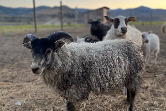 Guided Walking Tour of Methow Meadows and Meet the Animals - The Sum Up