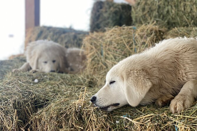 Guided Walking Tour of Methow Meadows and Meet the Animals - FAQs