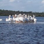 Guided Wildlife Eco Kayak Tour in New Smyrna Beach - The Wildlife: What You Might See (or Not)