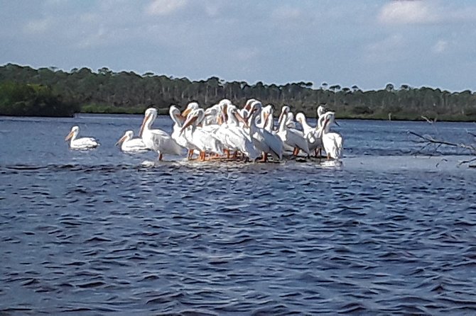 Guided Wildlife Eco Kayak Tour in New Smyrna Beach - The Wildlife: What You Might See (or Not)