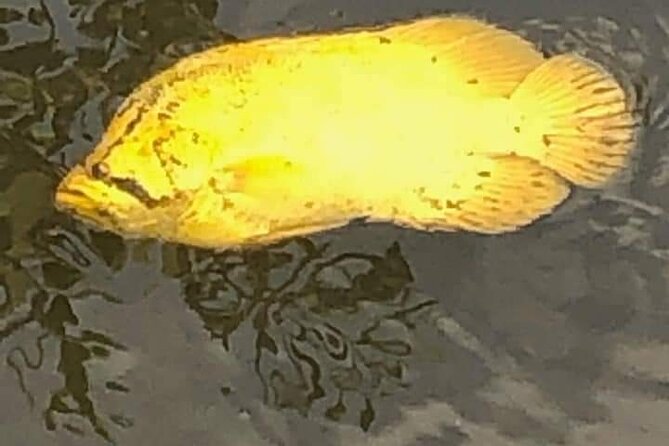 Guided Wildlife Eco Kayak Tour in New Smyrna Beach - The Practical Aspects