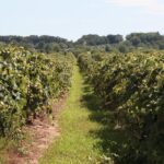 Guided Wine Tour through the Niagara Wine Trail - What You Should Know Before Booking