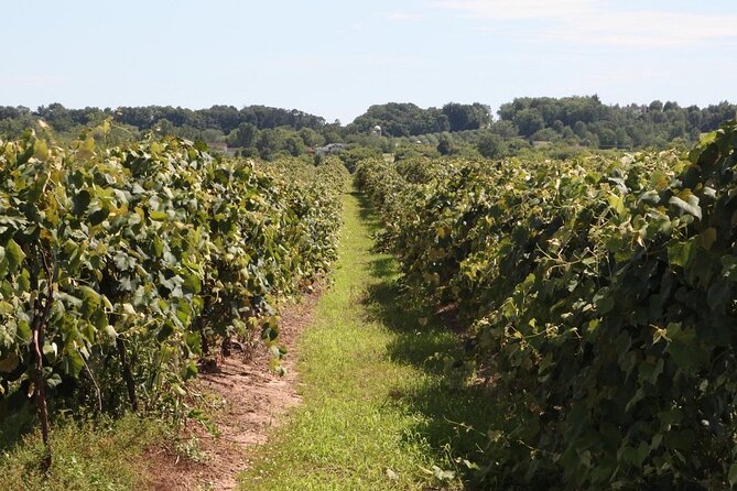 Guided Wine Tour through the Niagara Wine Trail - What You Should Know Before Booking