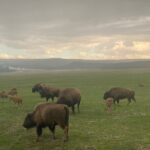 Guided Yellowstone National Park Trip - Who Should Consider This Tour?