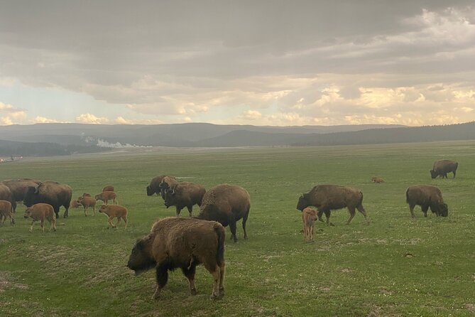 Guided Yellowstone National Park Trip - Who Should Consider This Tour?