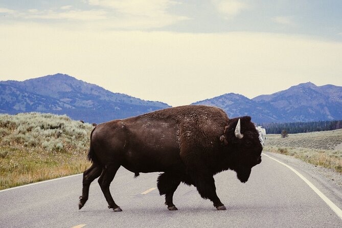 Guided Yellowstone Wildlife Tour - Key Points