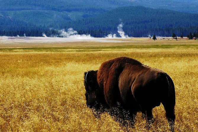 Guided Yellowstone Wildlife Tour - Exploring the Itinerary: What to Expect