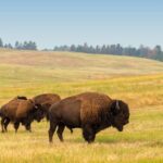 Guided Yellowstone Wildlife Tour - Why This Tour Stands Out