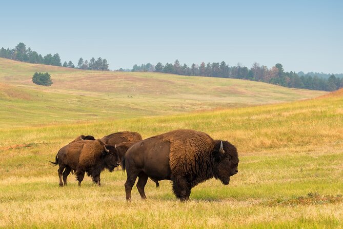 Guided Yellowstone Wildlife Tour - Why This Tour Stands Out