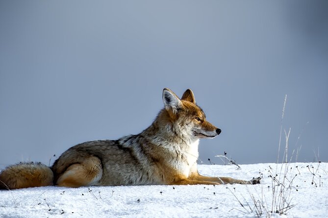 Guided Yellowstone Wildlife Tour - FAQ