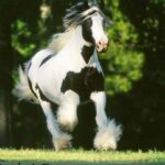 Gypsy Gold Horse Farm Tour - Practical Details: What to Expect