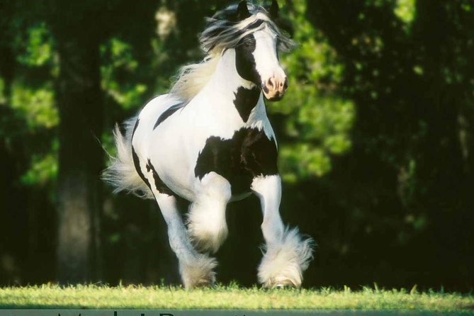 Gypsy Gold Horse Farm Tour - Practical Details: What to Expect
