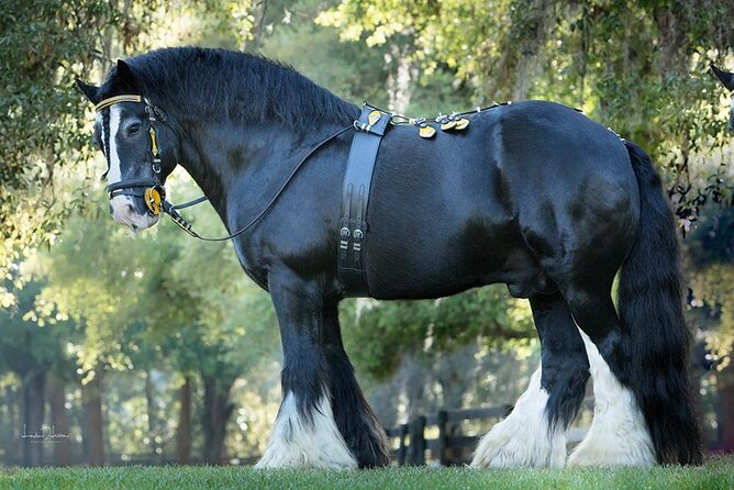 Gypsy Gold Horse Farm Walking Tour - Key Points
