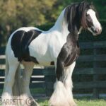 Gypsy Gold Horse Farm Walking Tour - The Experience: What Makes It Stand Out?