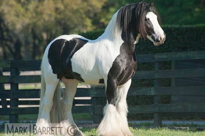 Gypsy Gold Horse Farm Walking Tour - The Experience: What Makes It Stand Out?