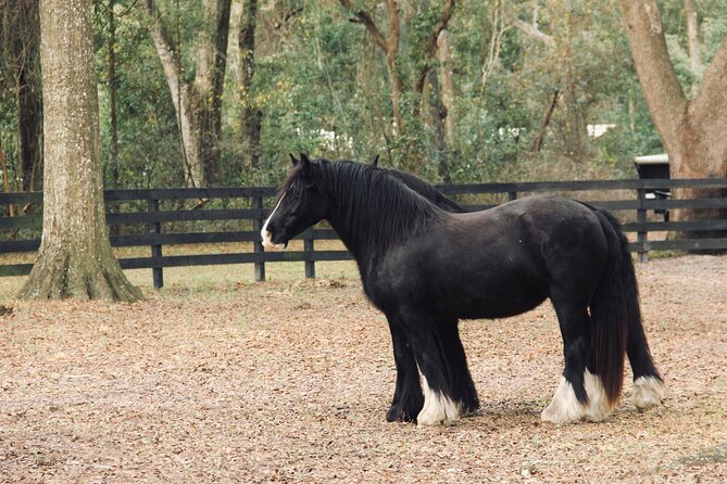 Gypsy Gold Horse Farm Walking Tour - Practical Details