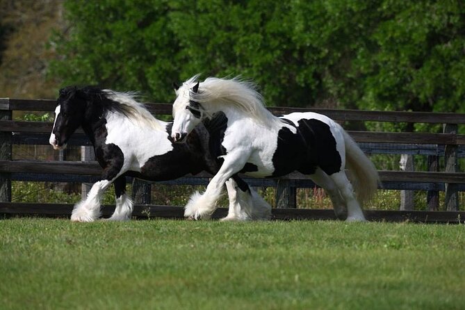 Gypsy Gold Horse Farm Walking Tour - Final Thoughts
