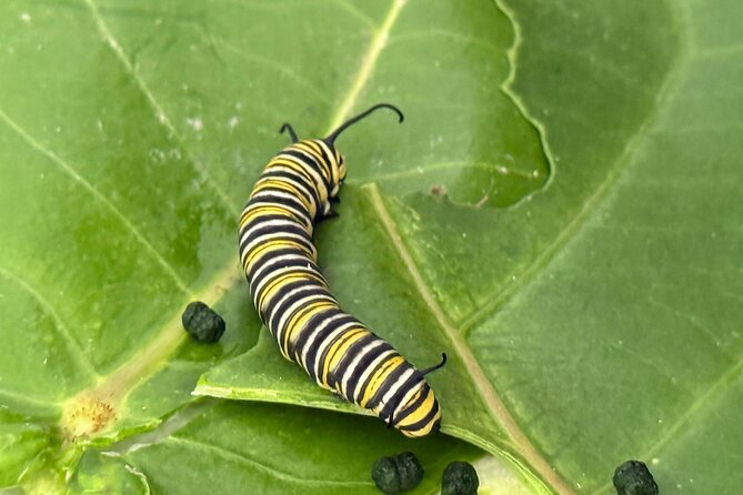 Haiku Butterfly Garden - 1st stop on the Road to Hana! - Key Points