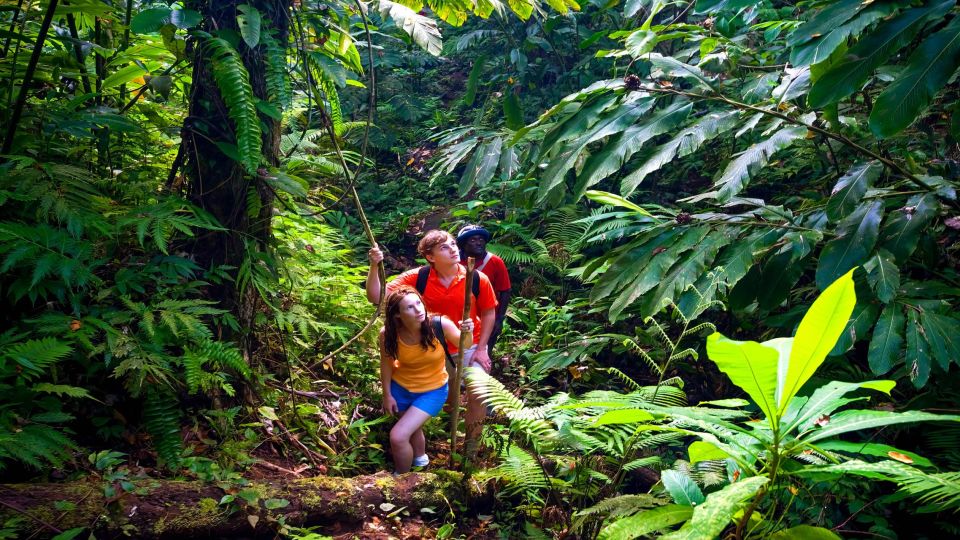 Haiku: Waterfall, Rainforest, and Handcrafted Chocolate Tour - What Makes This Tour Special?