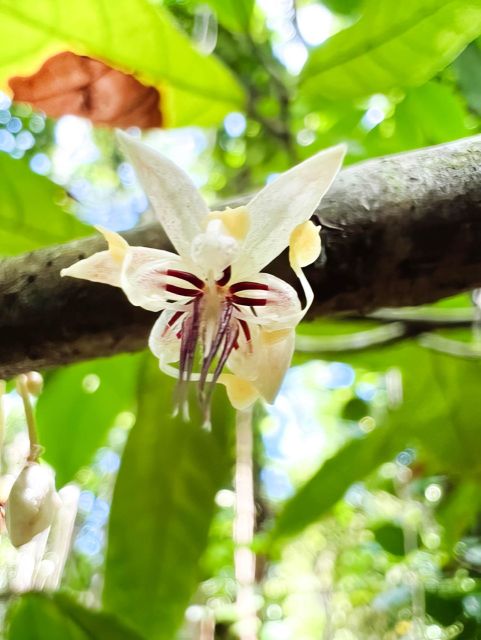 Haiku: Waterfall, Rainforest, and Handcrafted Chocolate Tour - Price and Value: Is It Worth It?