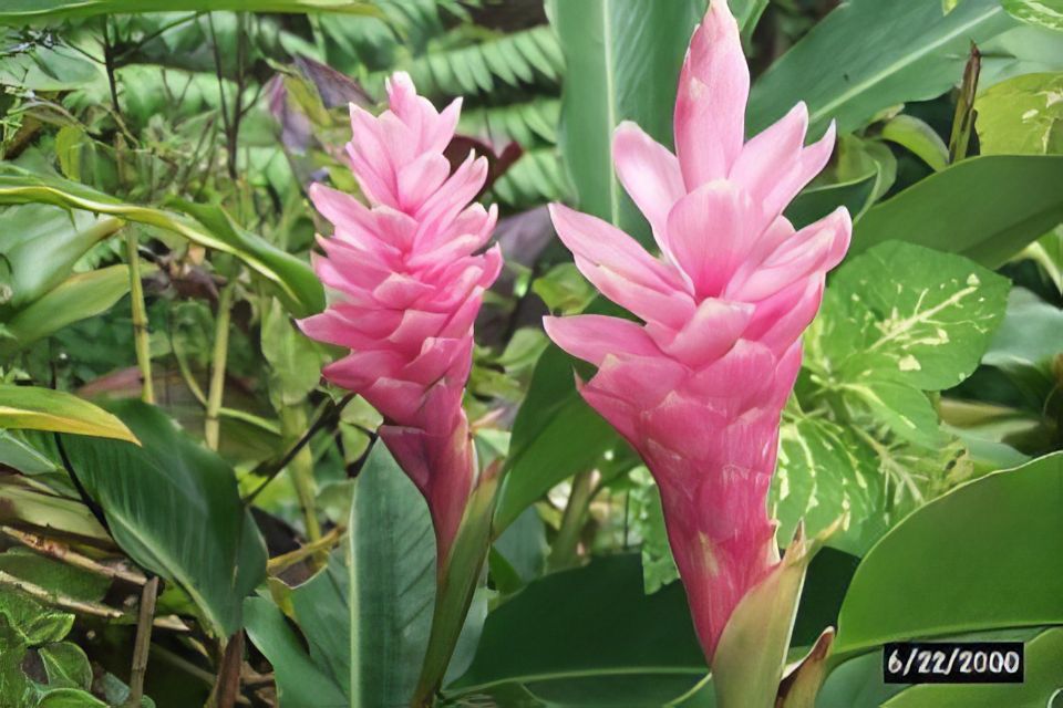 Haiku: Waterfall, Rainforest, and Handcrafted Chocolate Tour - FAQ